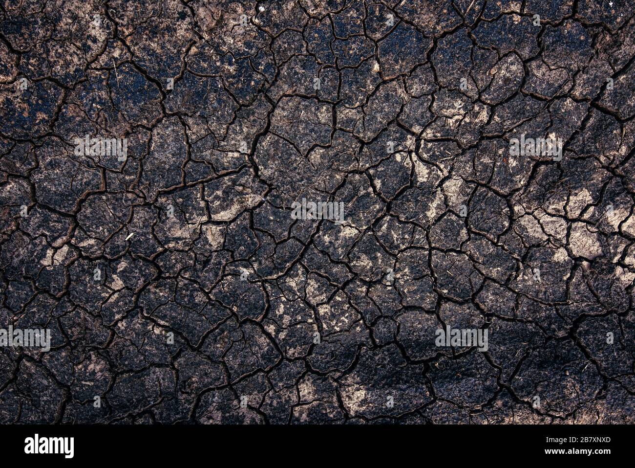 Desiccation cracks texture top view, dried and contracted muddy ...