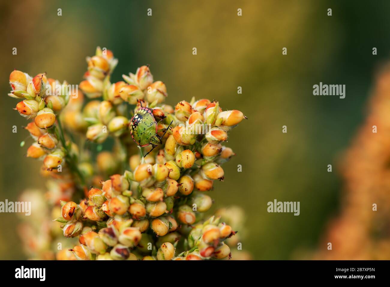 Stink bug insect on Sorghum bicolor crop in field, close up of male ...