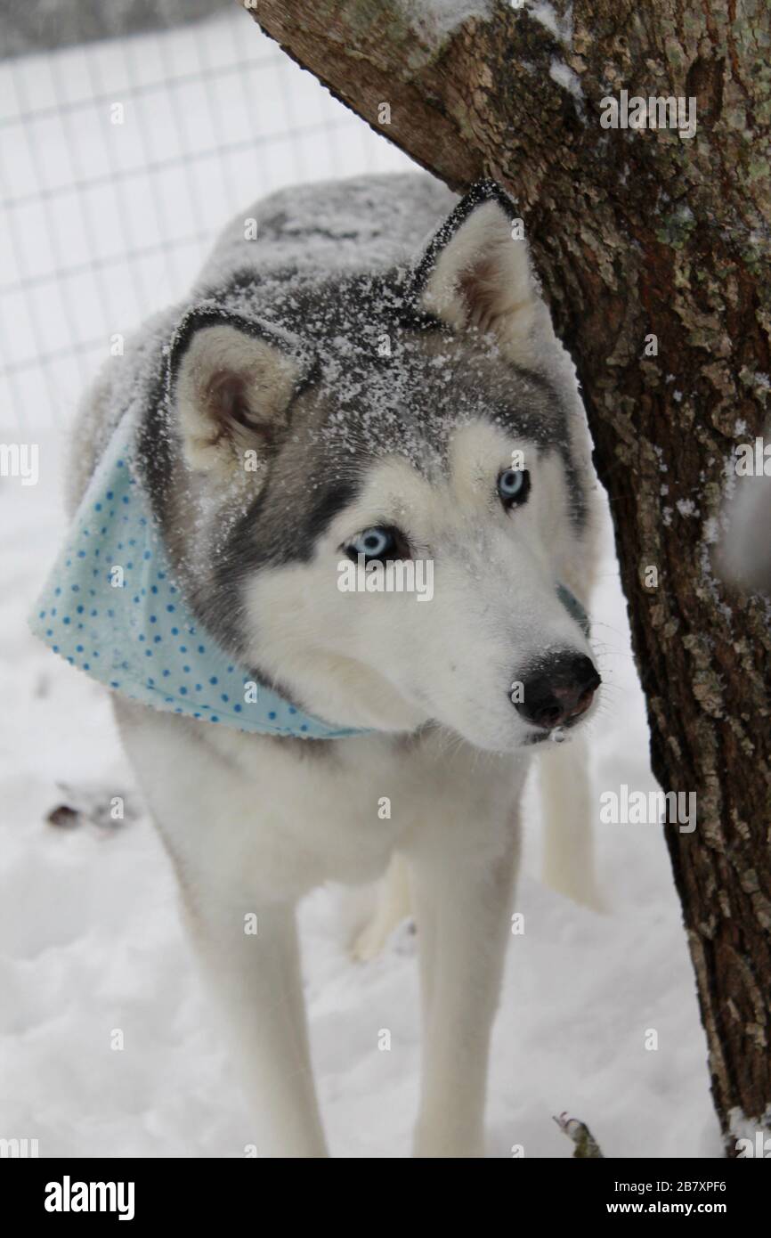 Husky travel hi-res stock photography and images - Alamy
