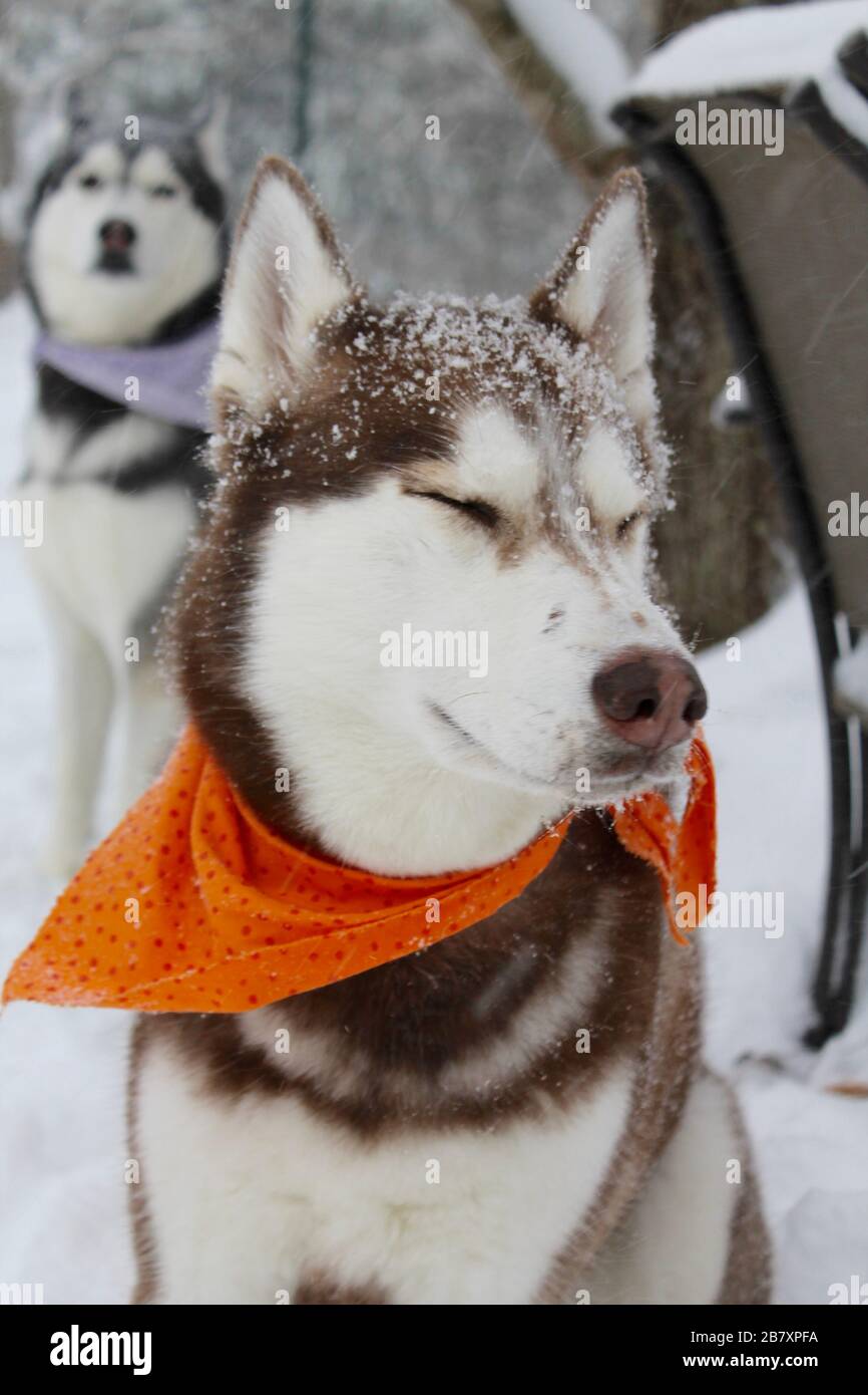 Red husky hi-res stock photography and images - Alamy