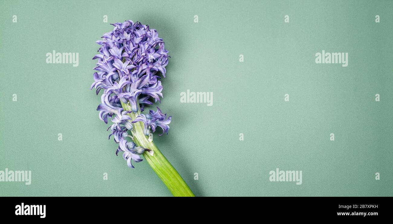 Web banner format. Blue hyacinth flower on a green background. Top view ...