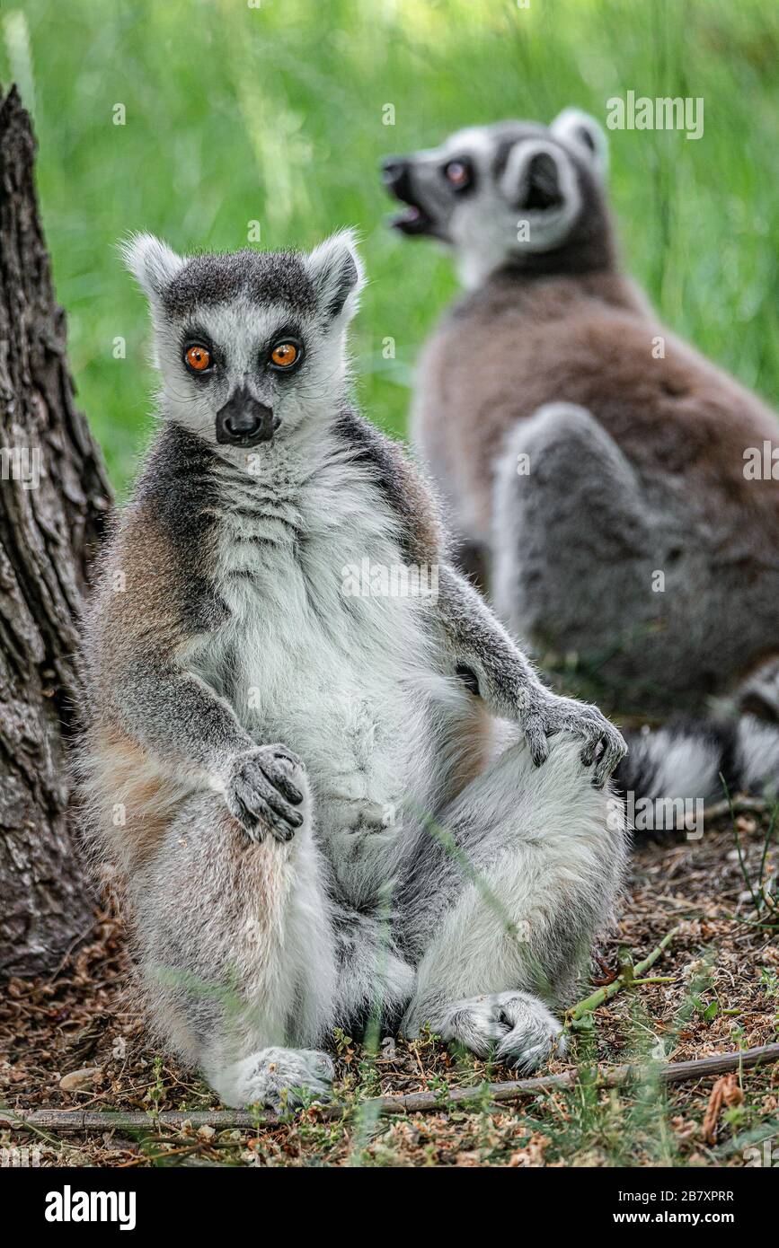 Portrait of funny ring-tailed Madagascar lemurs in green outdoor ...