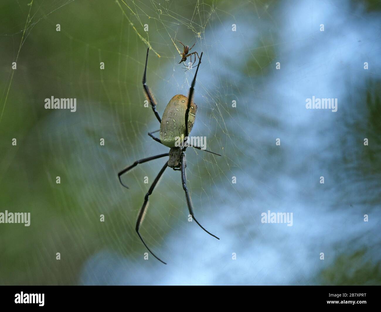 large female Orb web spider (Trichonephila sp) with attendant tiny male ...