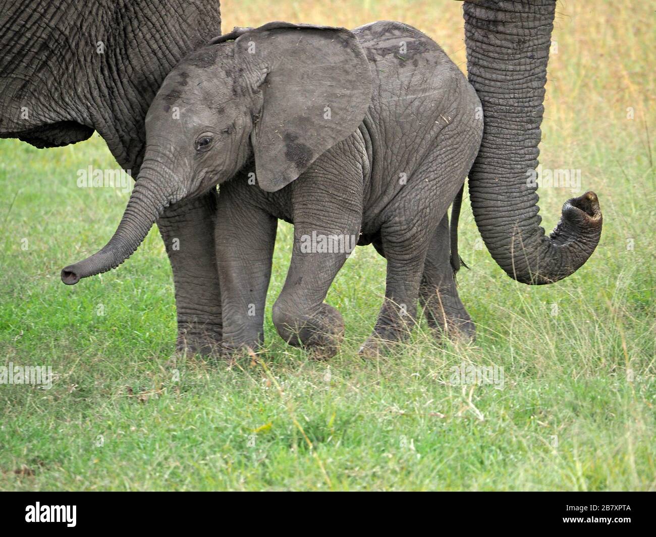 Ol Pejeta: Walking Safari High Resolution Stock Photography and Images ...