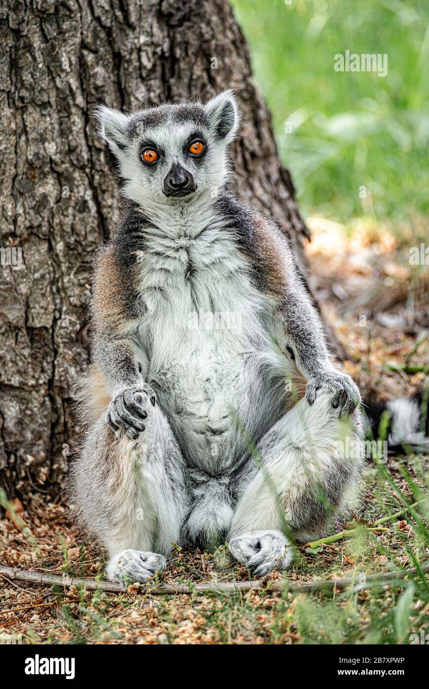 Portrait of funny ring-tailed Madagascar lemurs in green outdoor ...