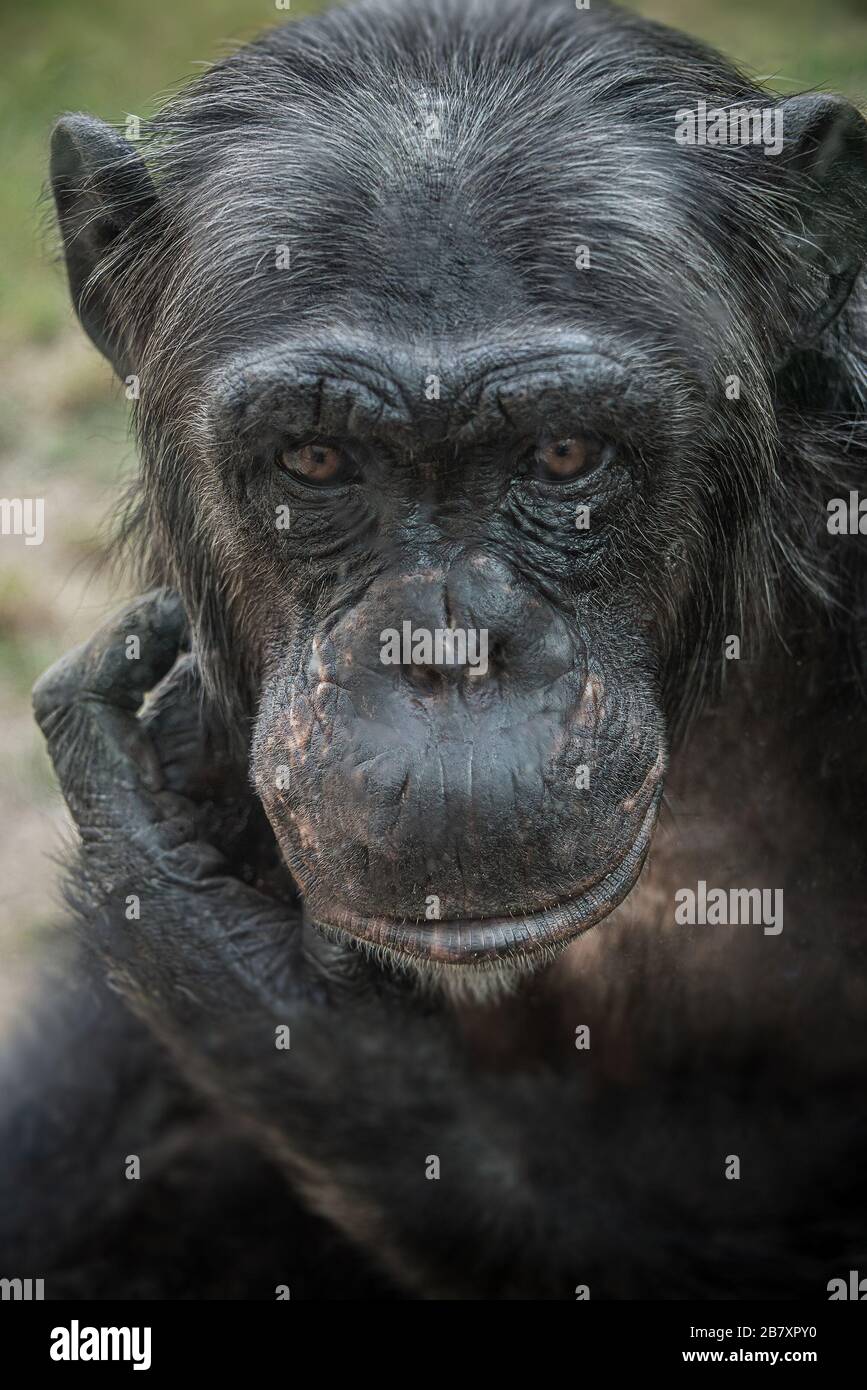 Female chimpanzee face hi-res stock photography and images - Alamy