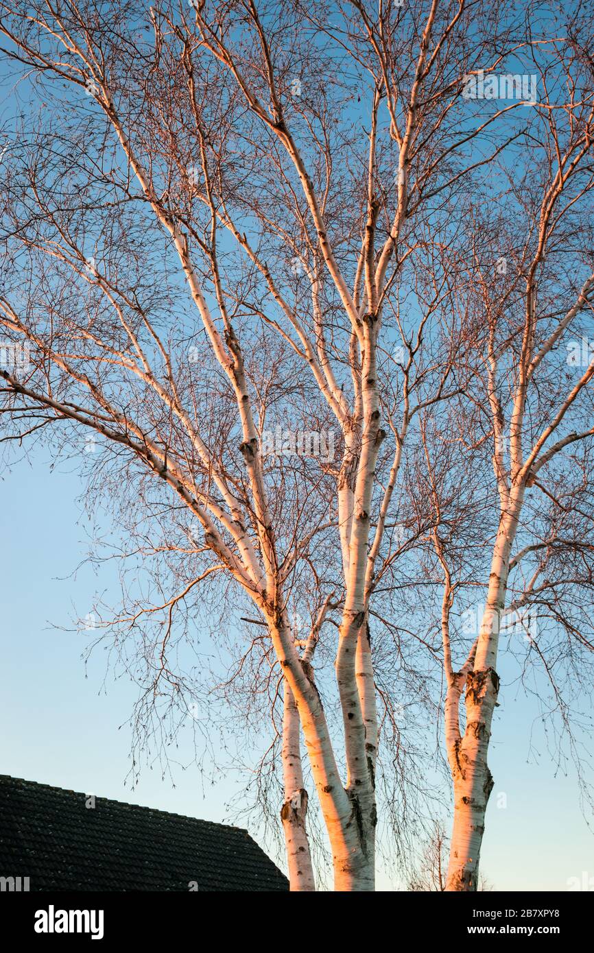 Pink tree trees trunks hi-res stock photography and images - Alamy