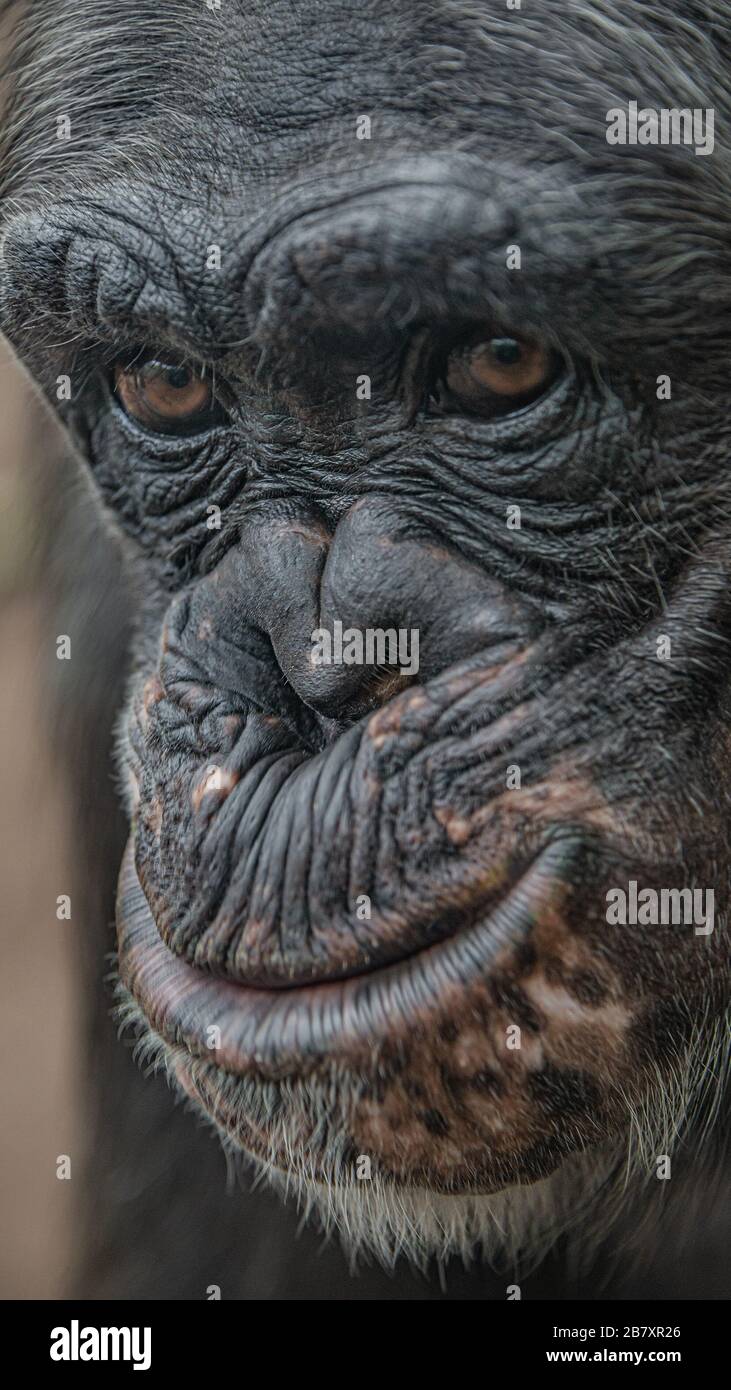 Closeup portrait of curious wondered female adult Chimpanzee, details ...