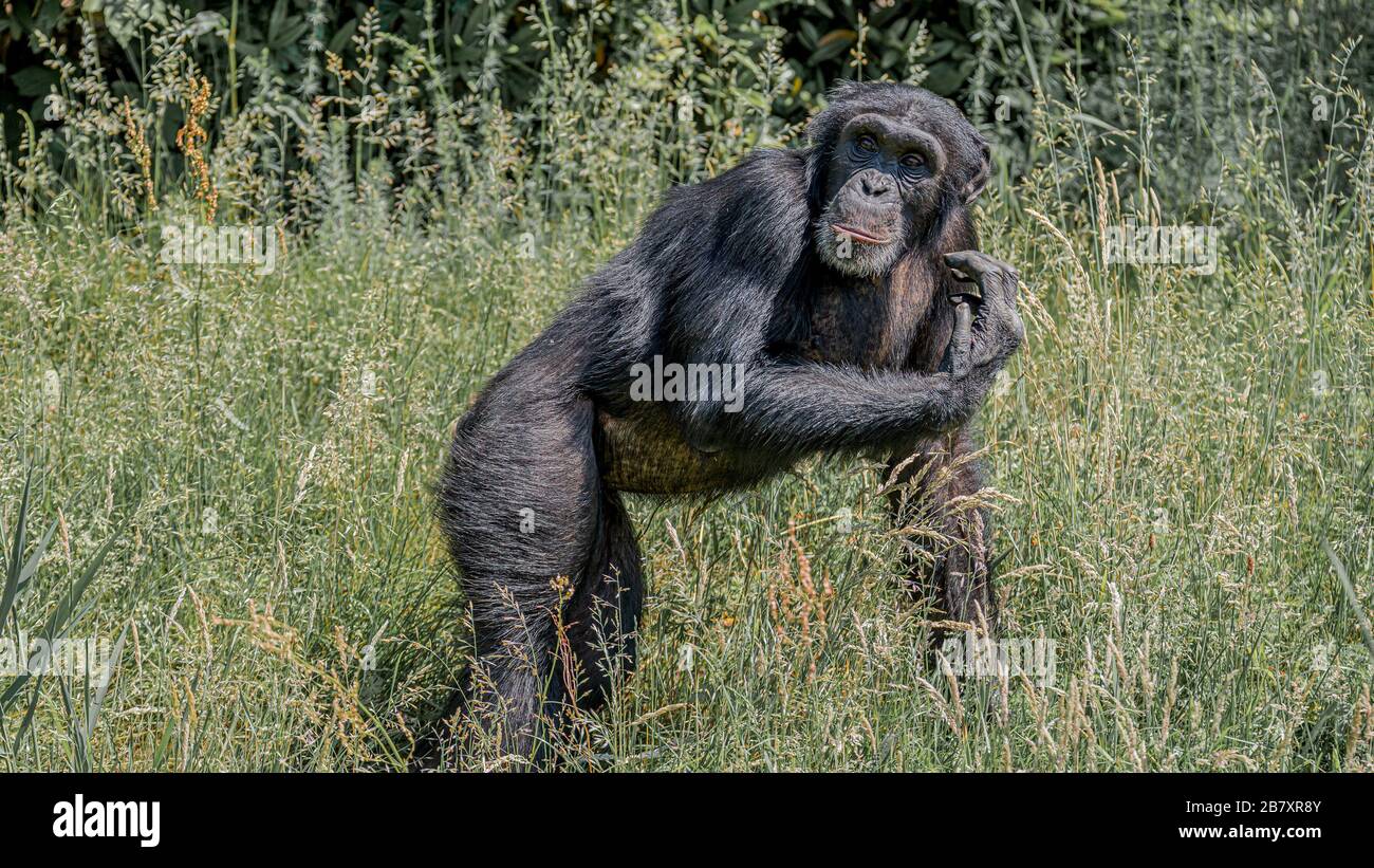 Portrait of curious wondered adult Chimpanzee in tall grass, closeup ...