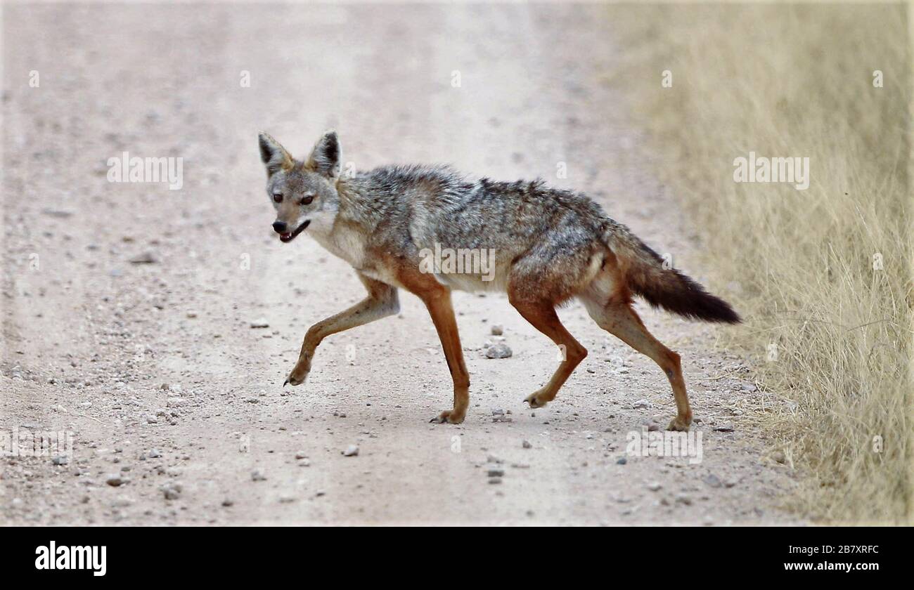 Chacal High Resolution Stock Photography and Images - Alamy