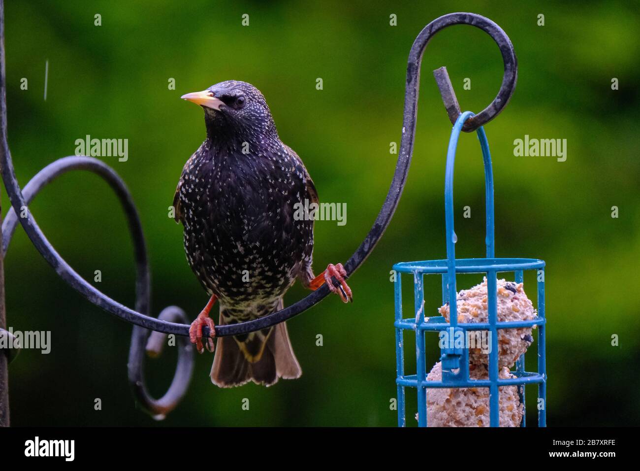 Starling on Bird Feeder Stock Photo - Alamy