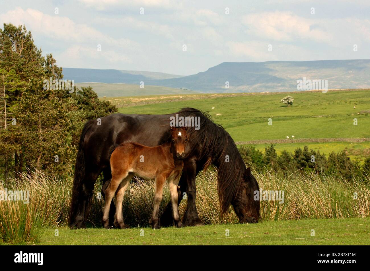 Fell pony isolated hi-res stock photography and images - Alamy