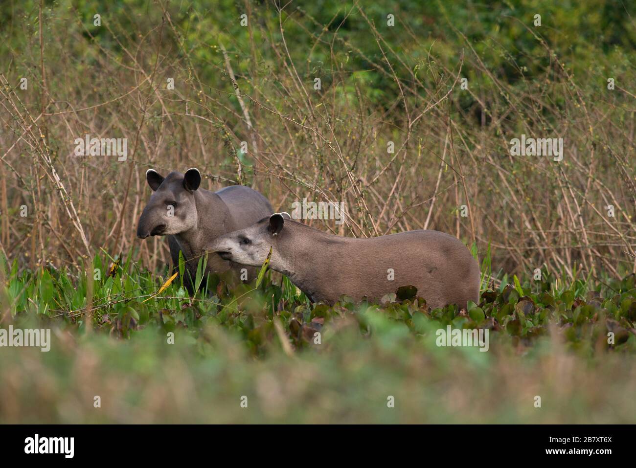 Two Lowland Tapirs (Tapirus terrestris), mother and calf, feeding in a ...