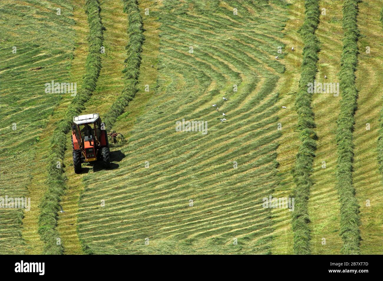 Farmer rowing up grass in a meadow on a hill farm, Cumbria, UK Stock ...
