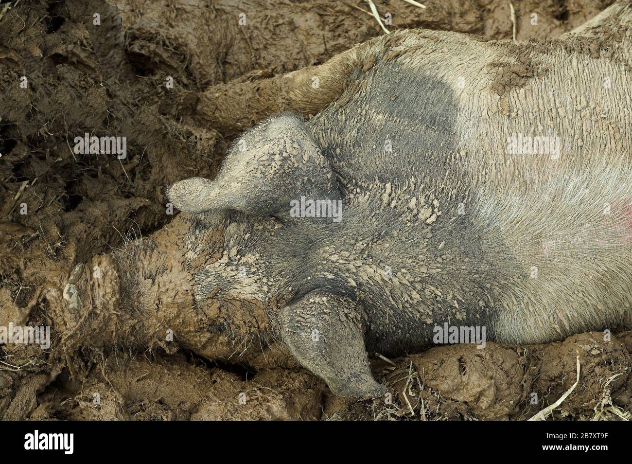 Pig wallowing in mud. Cumbria, UK Stock Photo - Alamy
