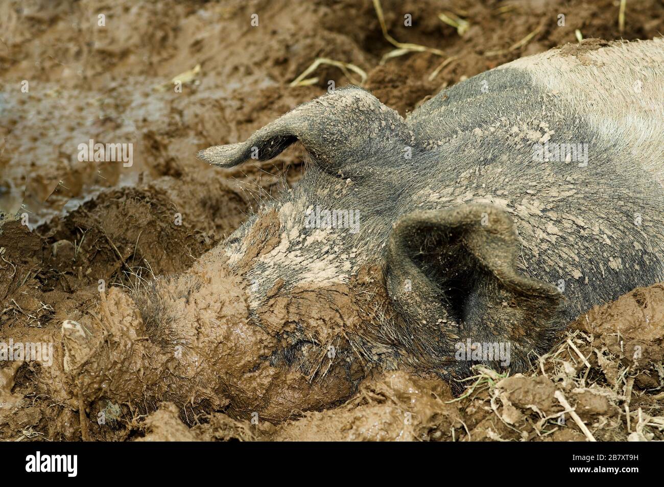 Pig wallowing in mud. Cumbria, UK Stock Photo - Alamy