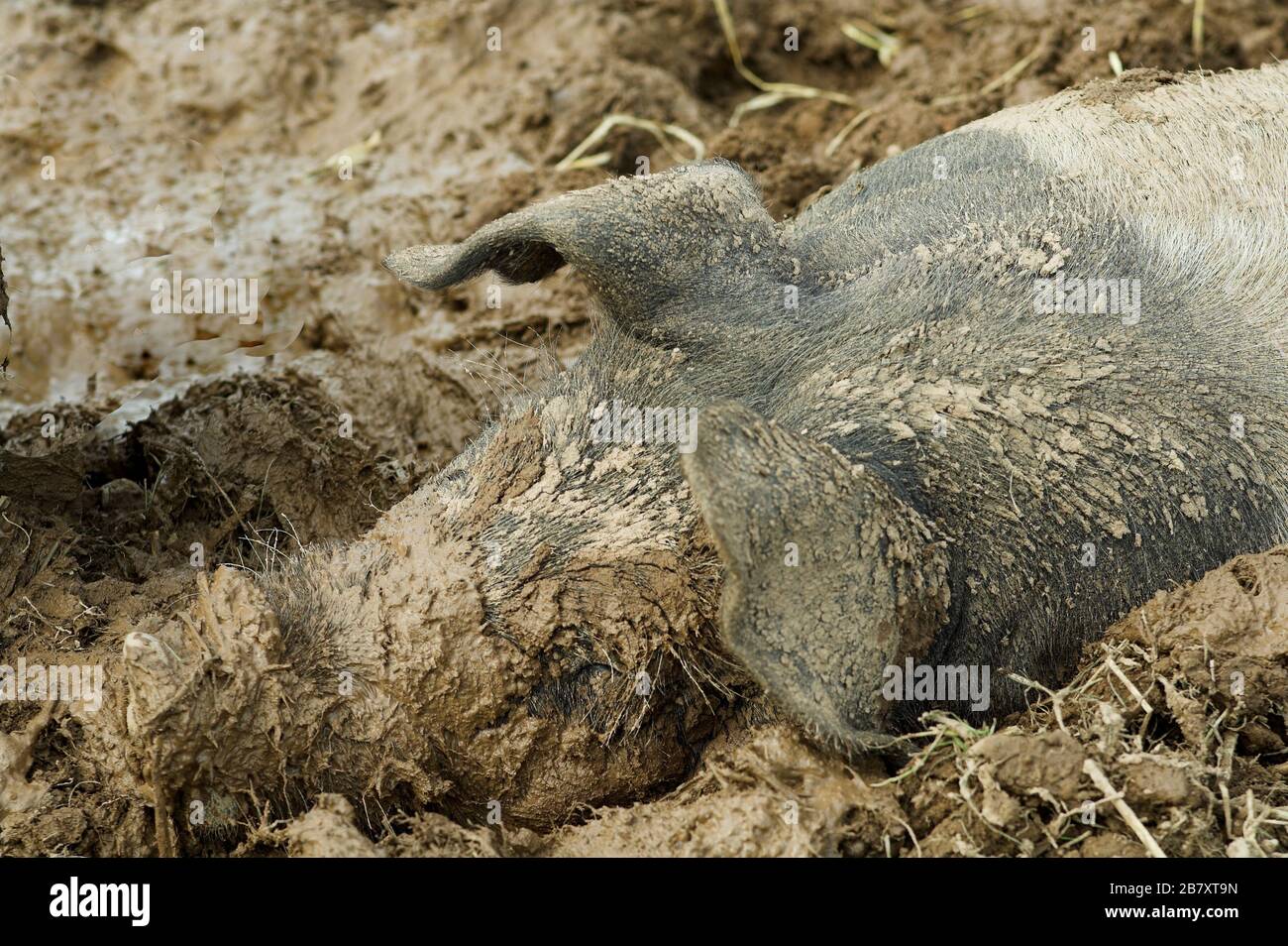 Pig wallowing in mud. Cumbria, UK Stock Photo - Alamy