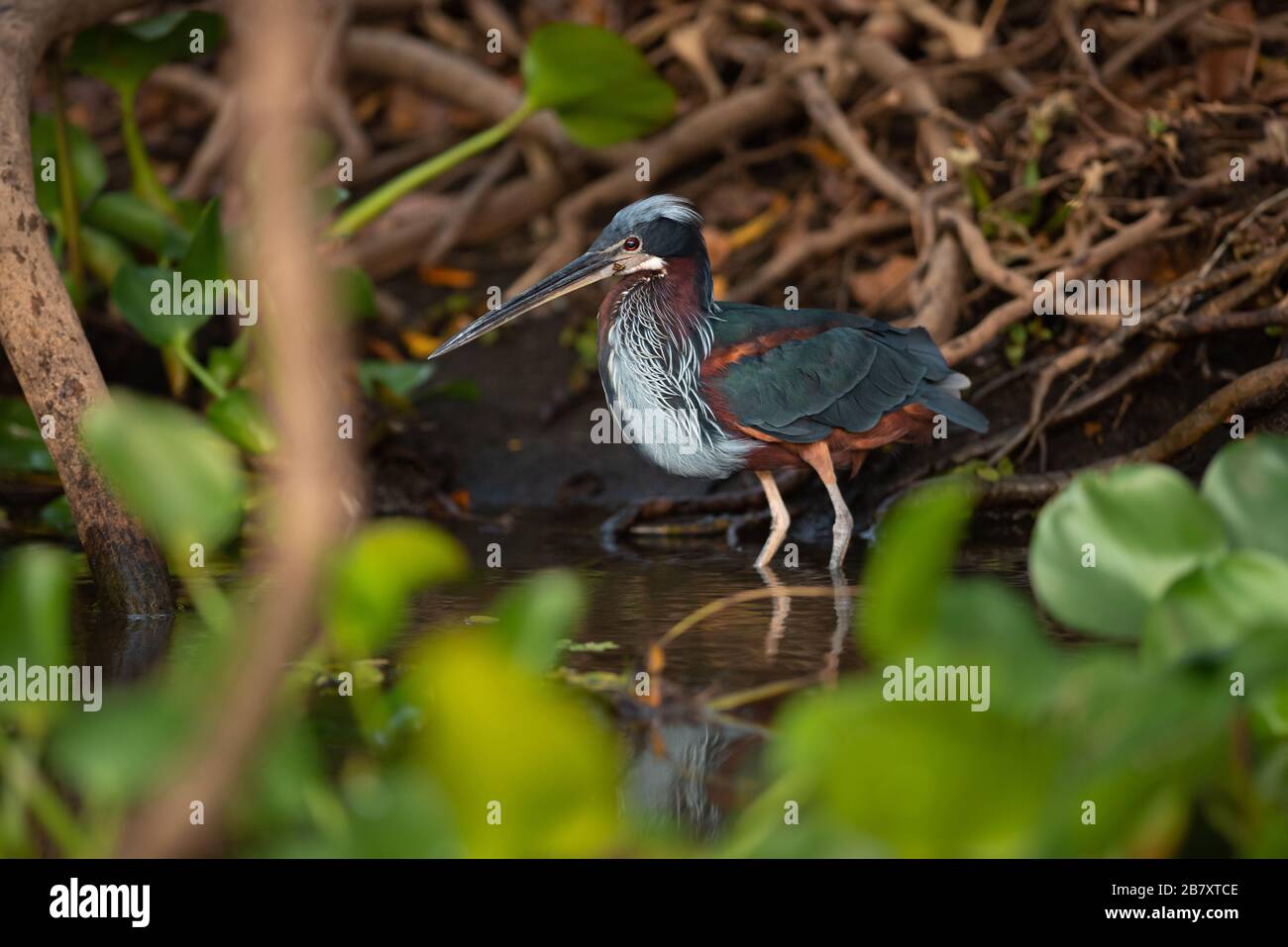 Agami bird hi-res stock photography and images - Alamy