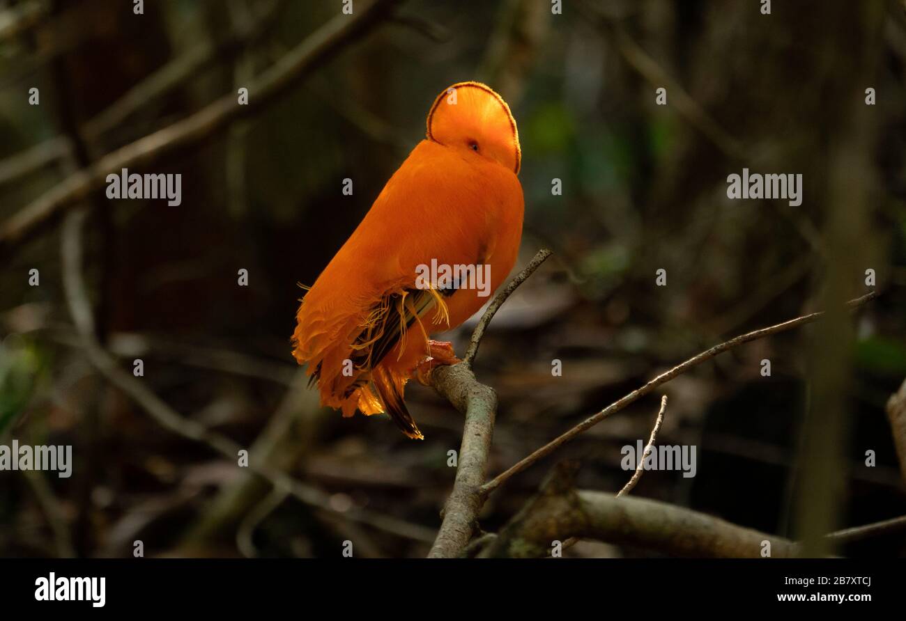 Male Guianan Cock-of-the-rock (Rupicula rupicula) from the Amazon ...