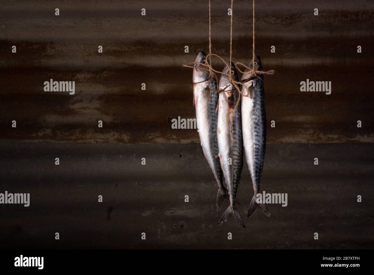 Bird with dripping fish hi-res stock photography and images - Alamy