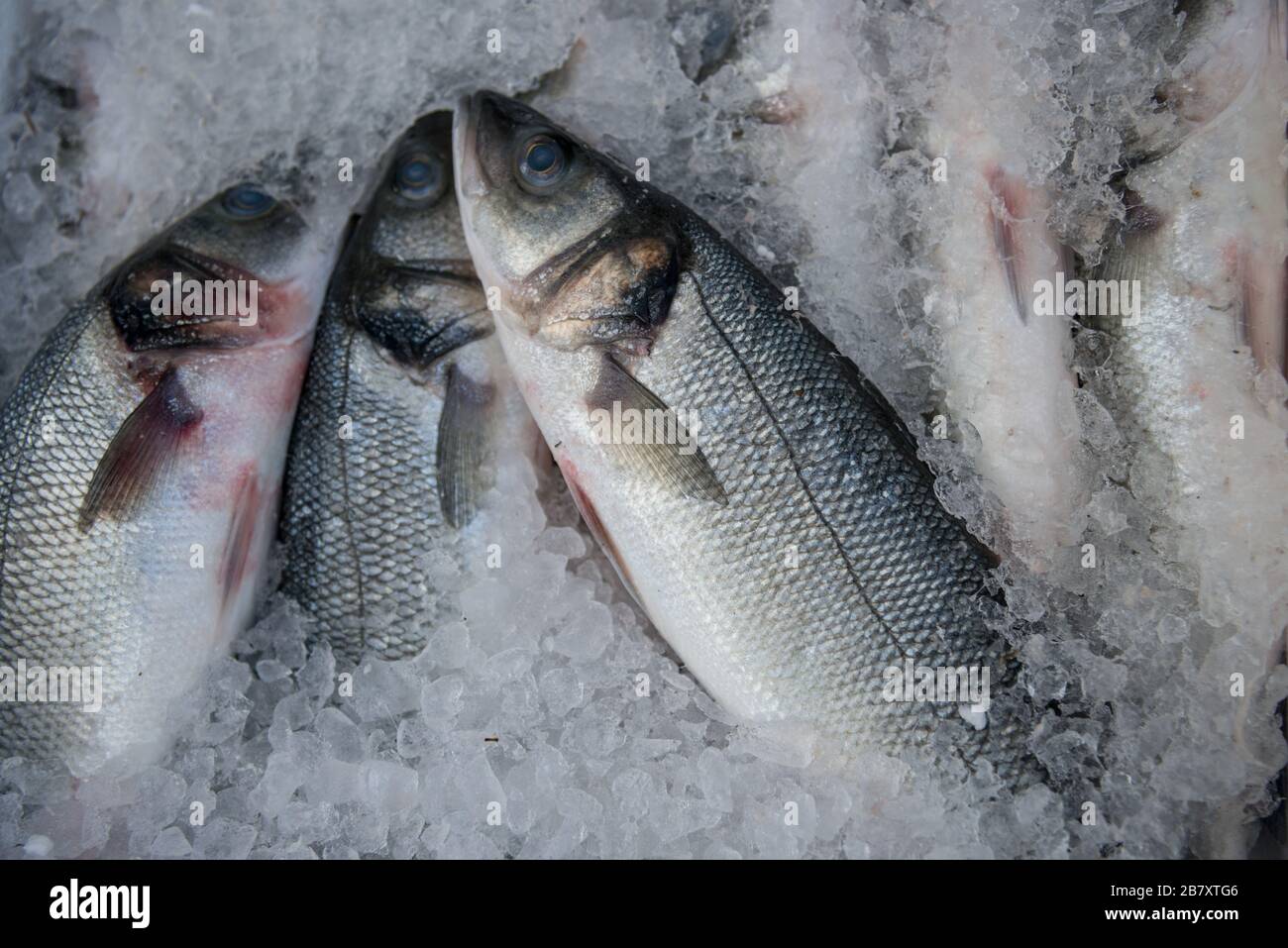 Fresh fish into ice Stock Photo - Alamy