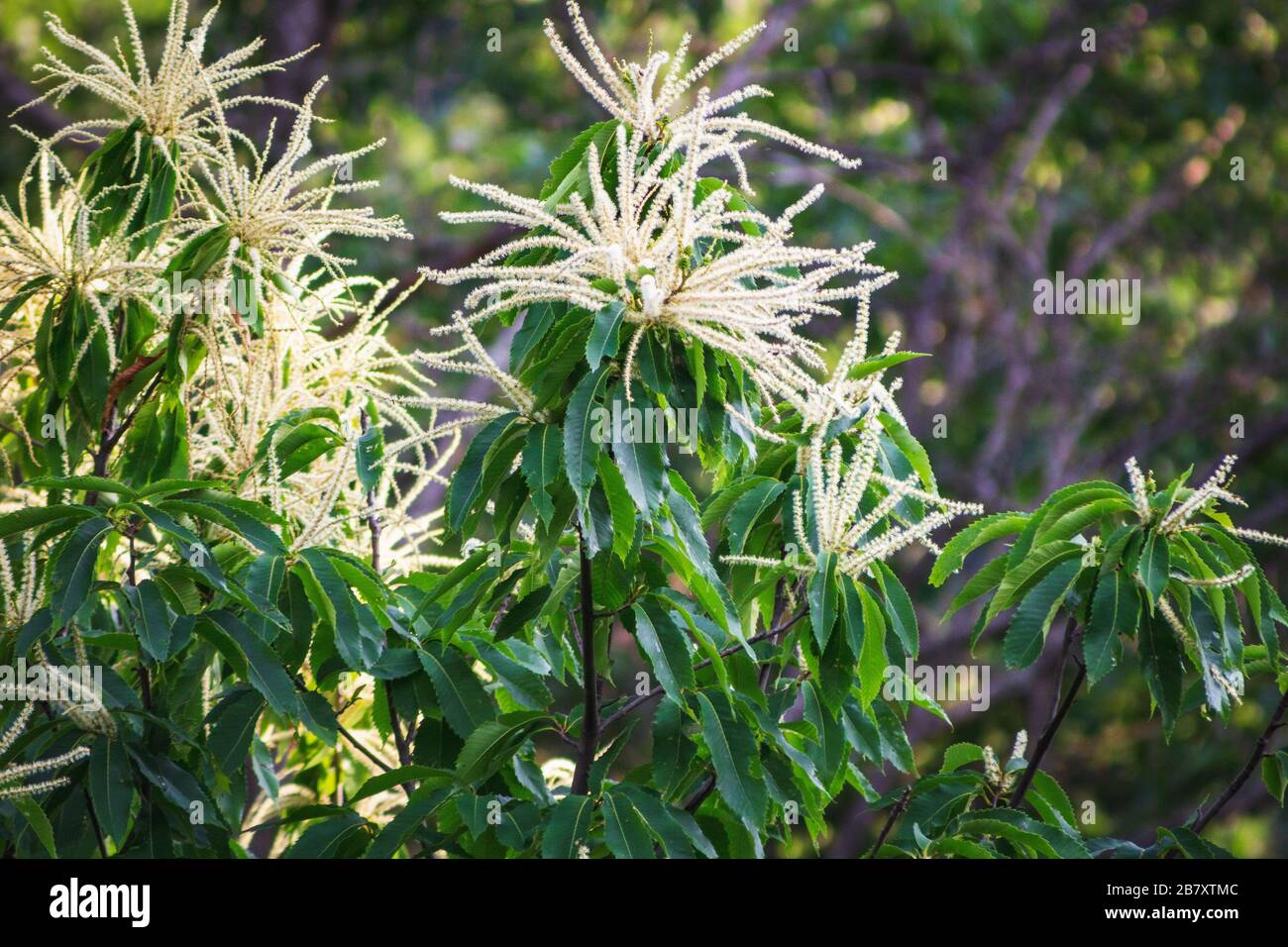 An American Chestnut tree (Castanea dentata) on the Blue Ridge Parkway ...