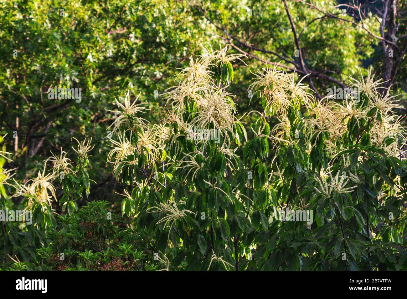 An American Chestnut tree (Castanea dentata) on the Blue Ridge Parkway ...