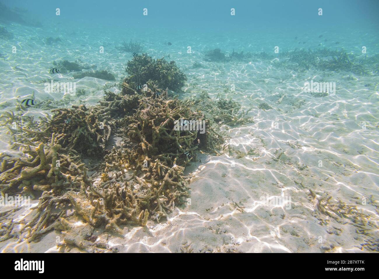 Dead fish underwater hi-res stock photography and images - Alamy