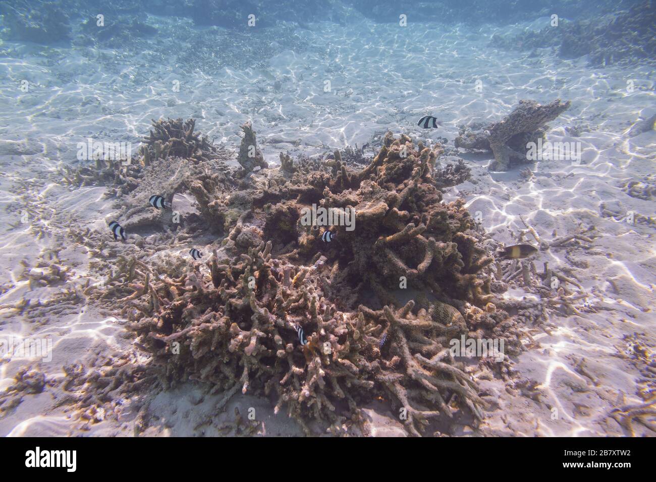 Dead coral reefs hi-res stock photography and images - Alamy