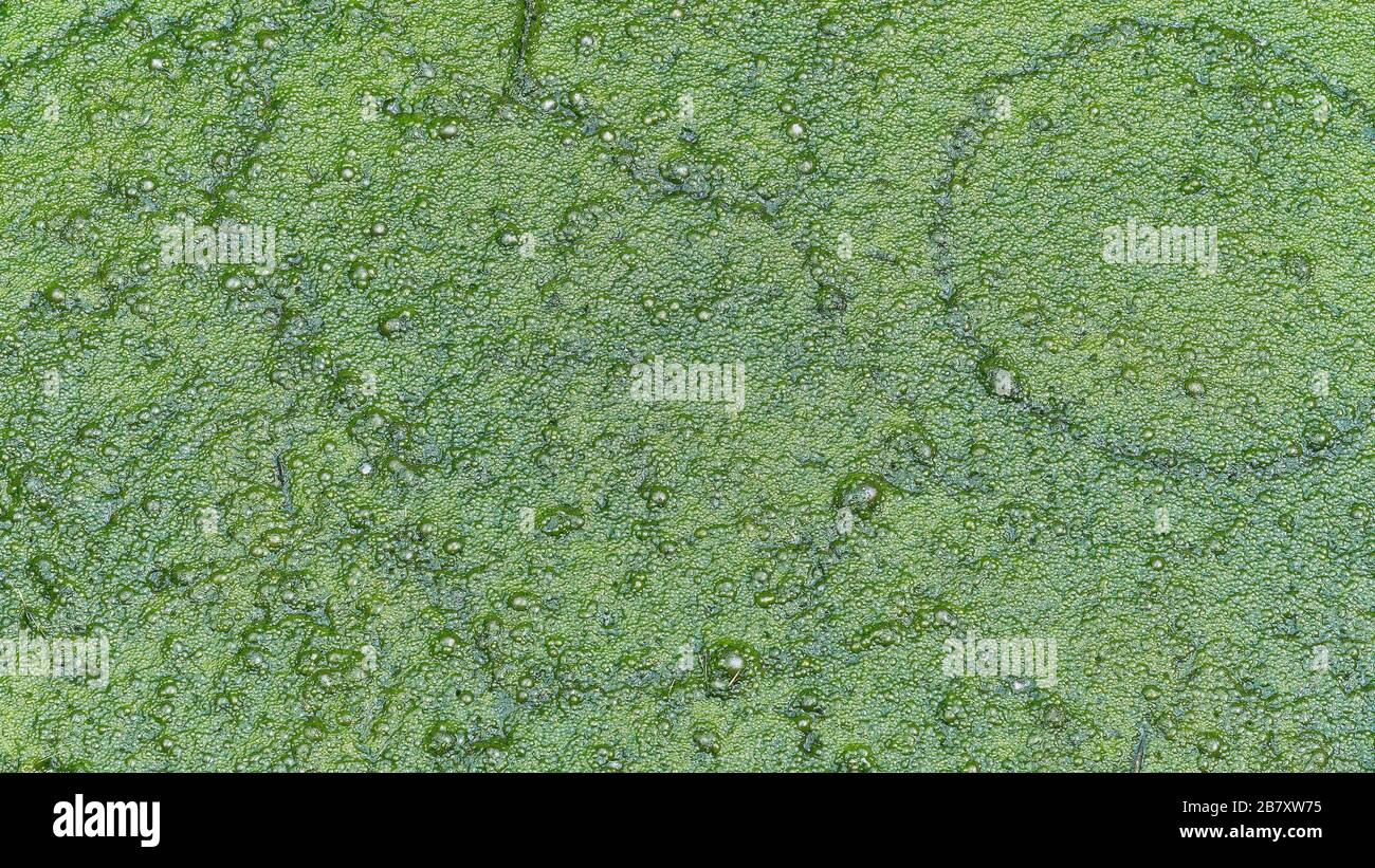 Background with green algae slime Stock Photo - Alamy