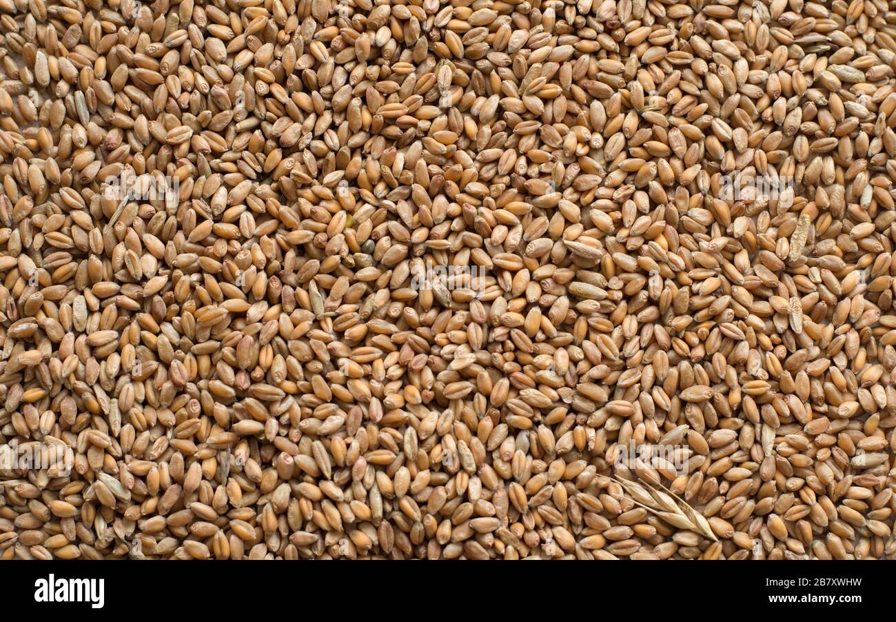 Photo of ripe wheat grains, background image Stock Photo - Alamy