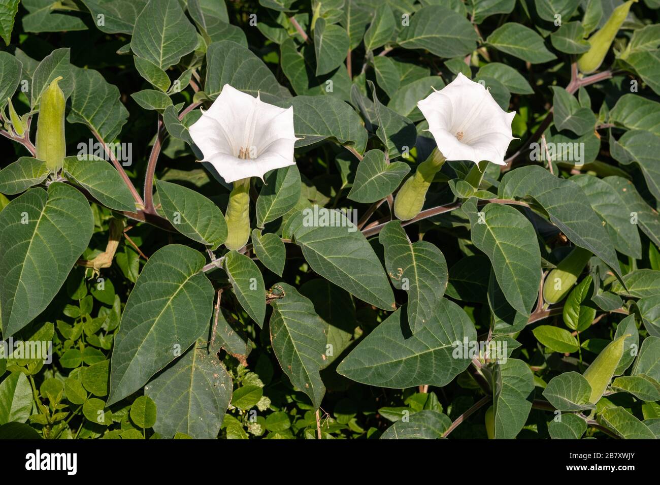 Datura innoxia hi-res stock photography and images - Alamy