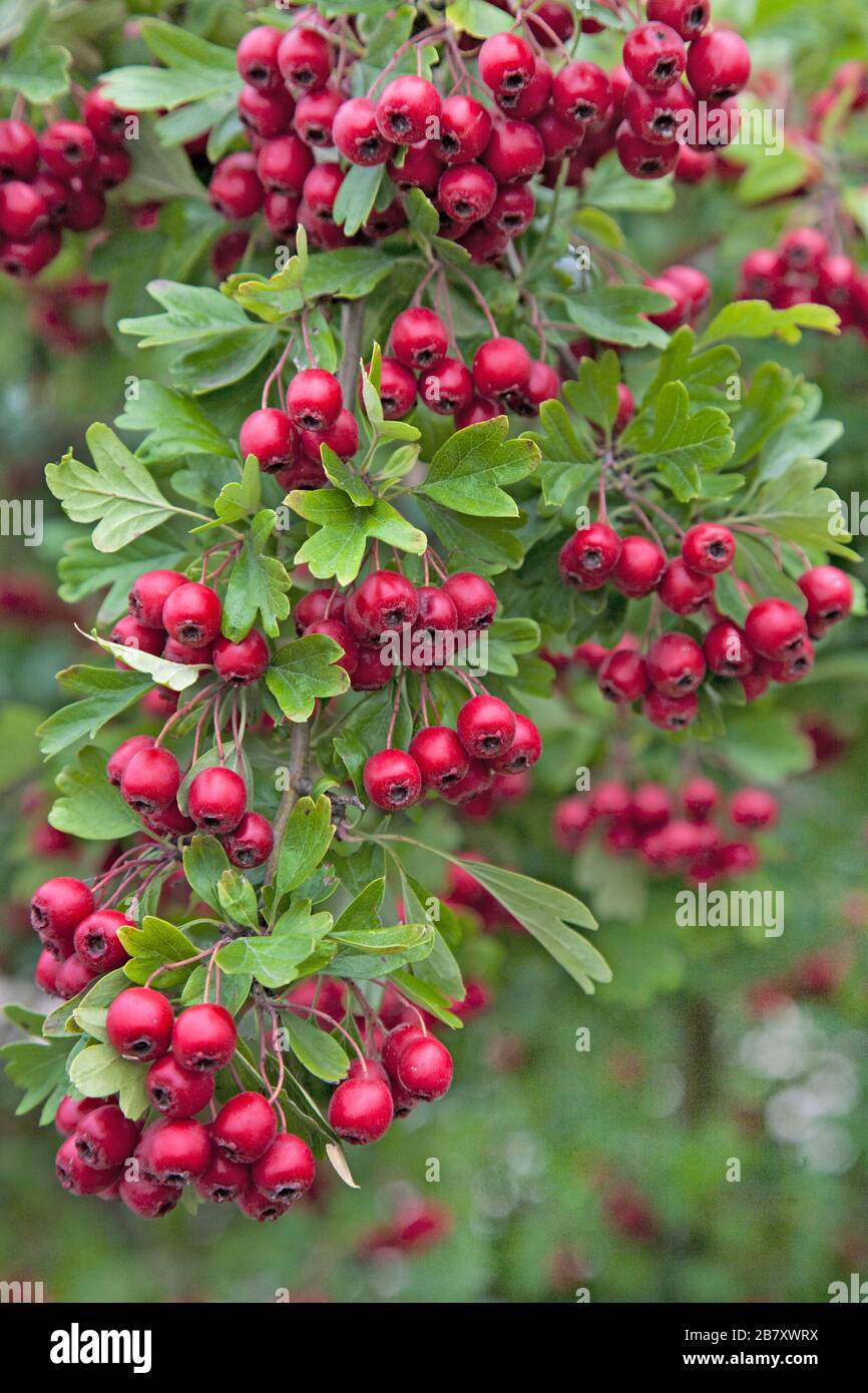 Mayflower tree hi-res stock photography and images - Alamy