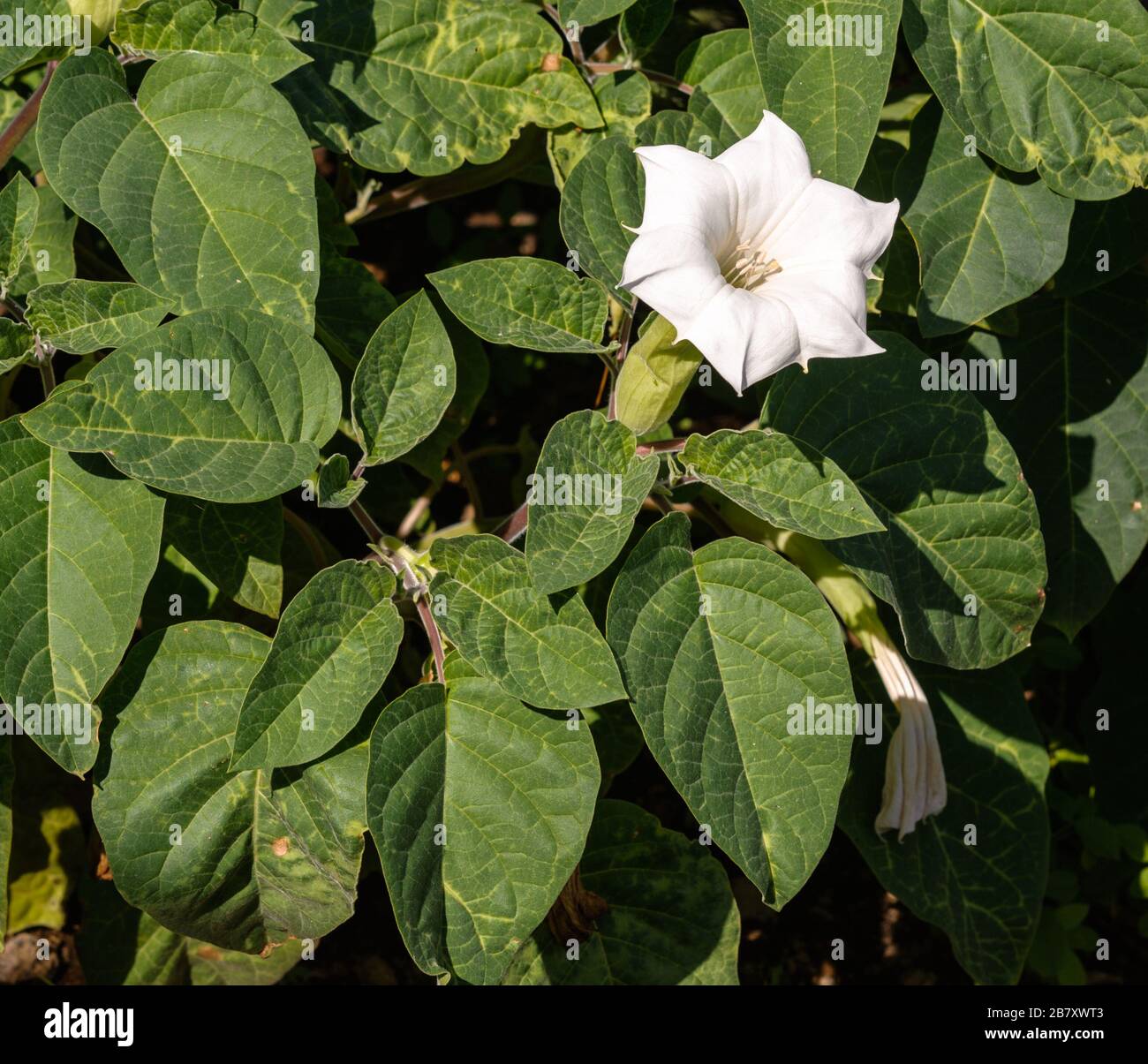Datura innoxia hi-res stock photography and images - Alamy