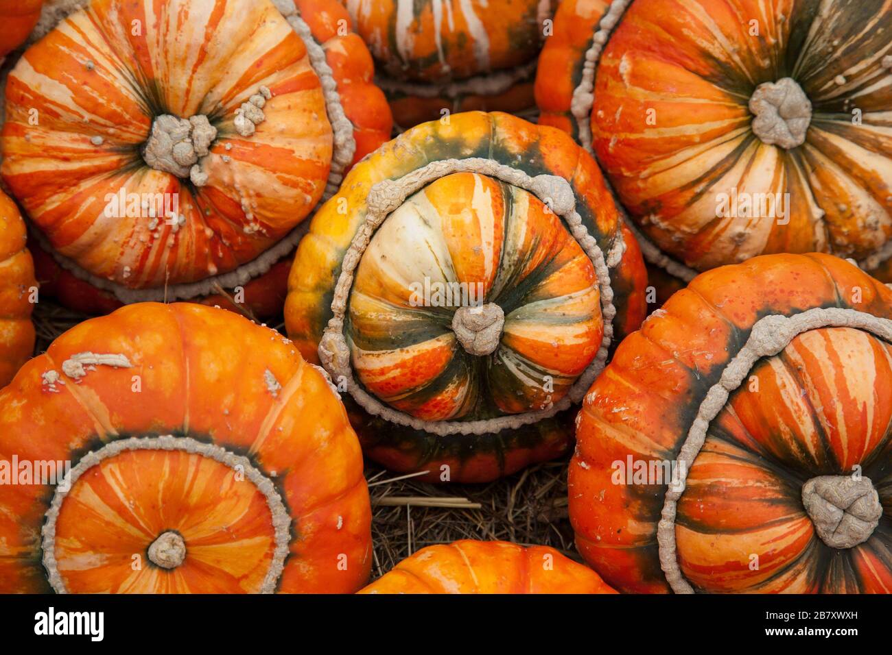 Turks turban squash hi-res stock photography and images - Alamy