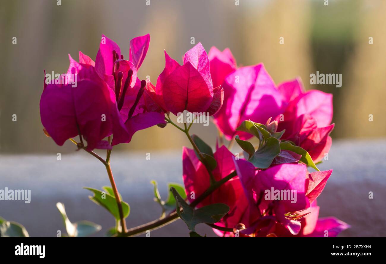 Brilliant bougainvillea in bloom creates colorful home landscape ...