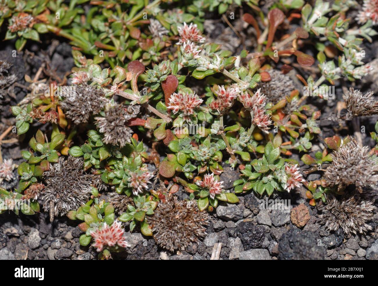 Polycarpaea divaricata hi-res stock photography and images - Alamy