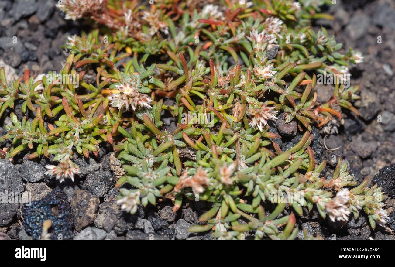 Polycarpaea hi-res stock photography and images - Alamy