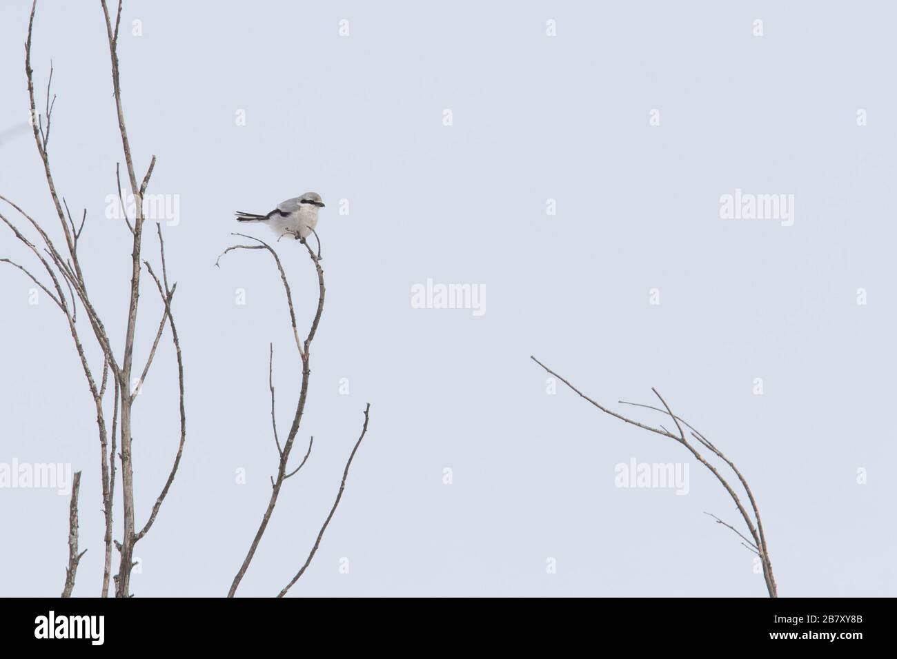 Lanius borealis hi-res stock photography and images - Alamy