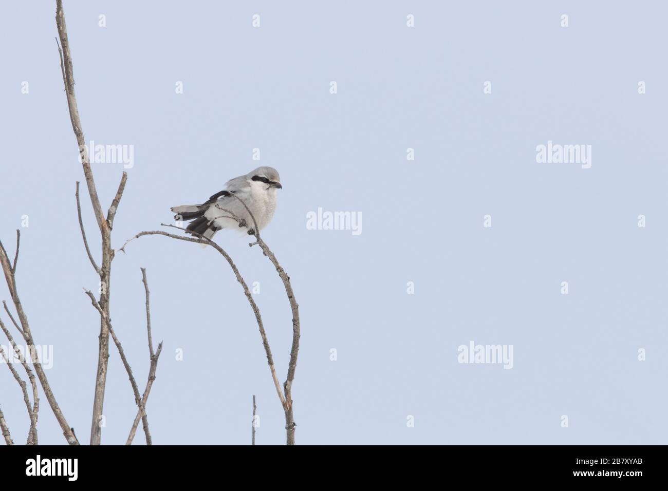 Northern shrike hi-res stock photography and images - Alamy