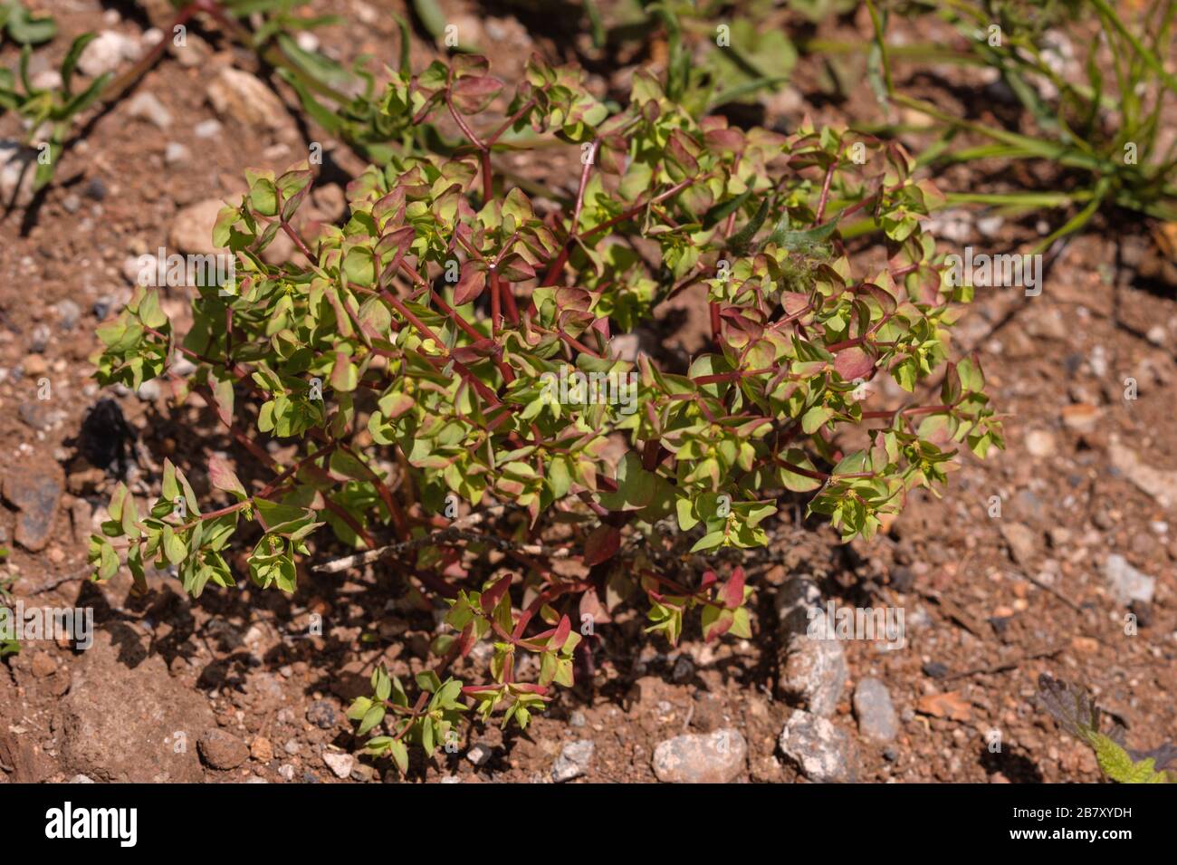 Euphorbia peplus hi-res stock photography and images - Alamy