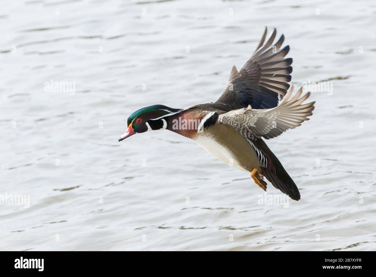 Wood duck drake in flight Stock Photo - Alamy