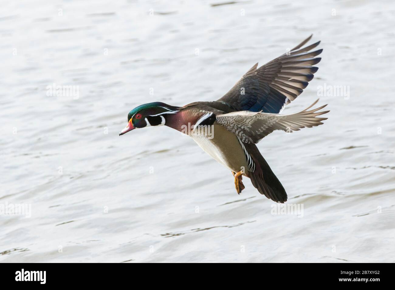 Wood duck drake in flight Stock Photo - Alamy