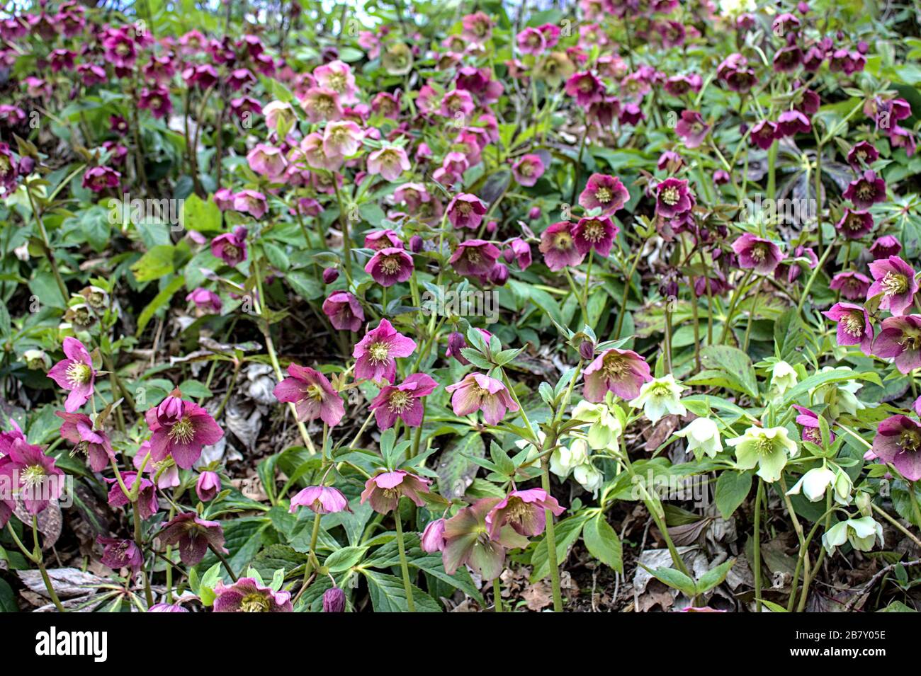 The picture shows beautiful christmas rose Stock Photo - Alamy