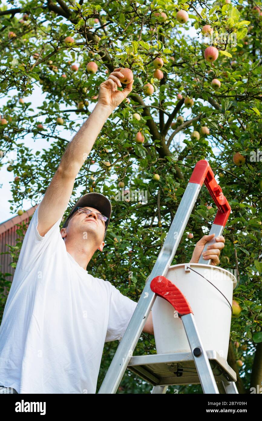 Apple harvest and ladder hi-res stock photography and images - Alamy