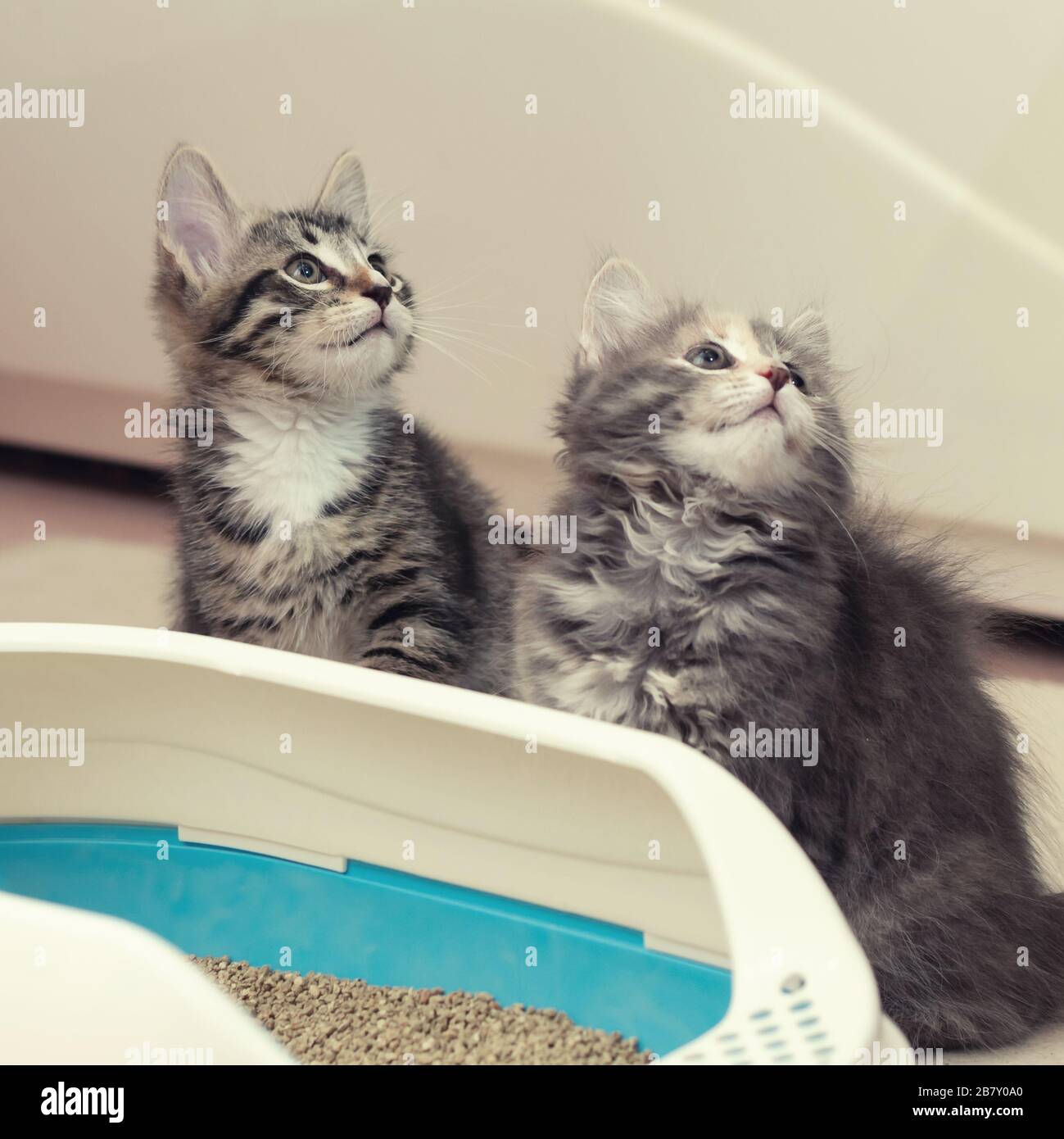 Two Cute Kittens Are Sitting Near Their Litter Box Training Kittens To