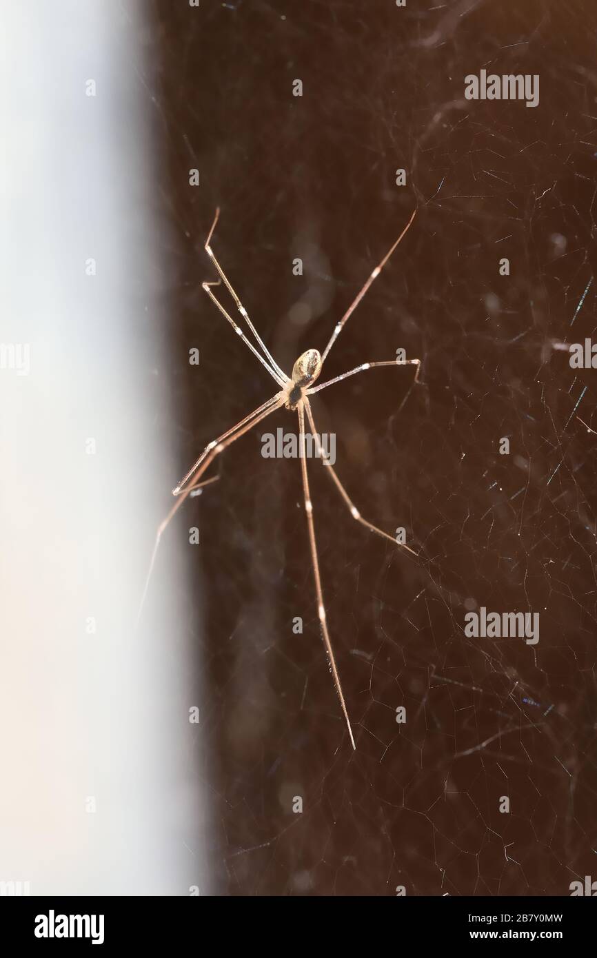 Daddy long legs (opilion) between light and shadows Stock Photo - Alamy