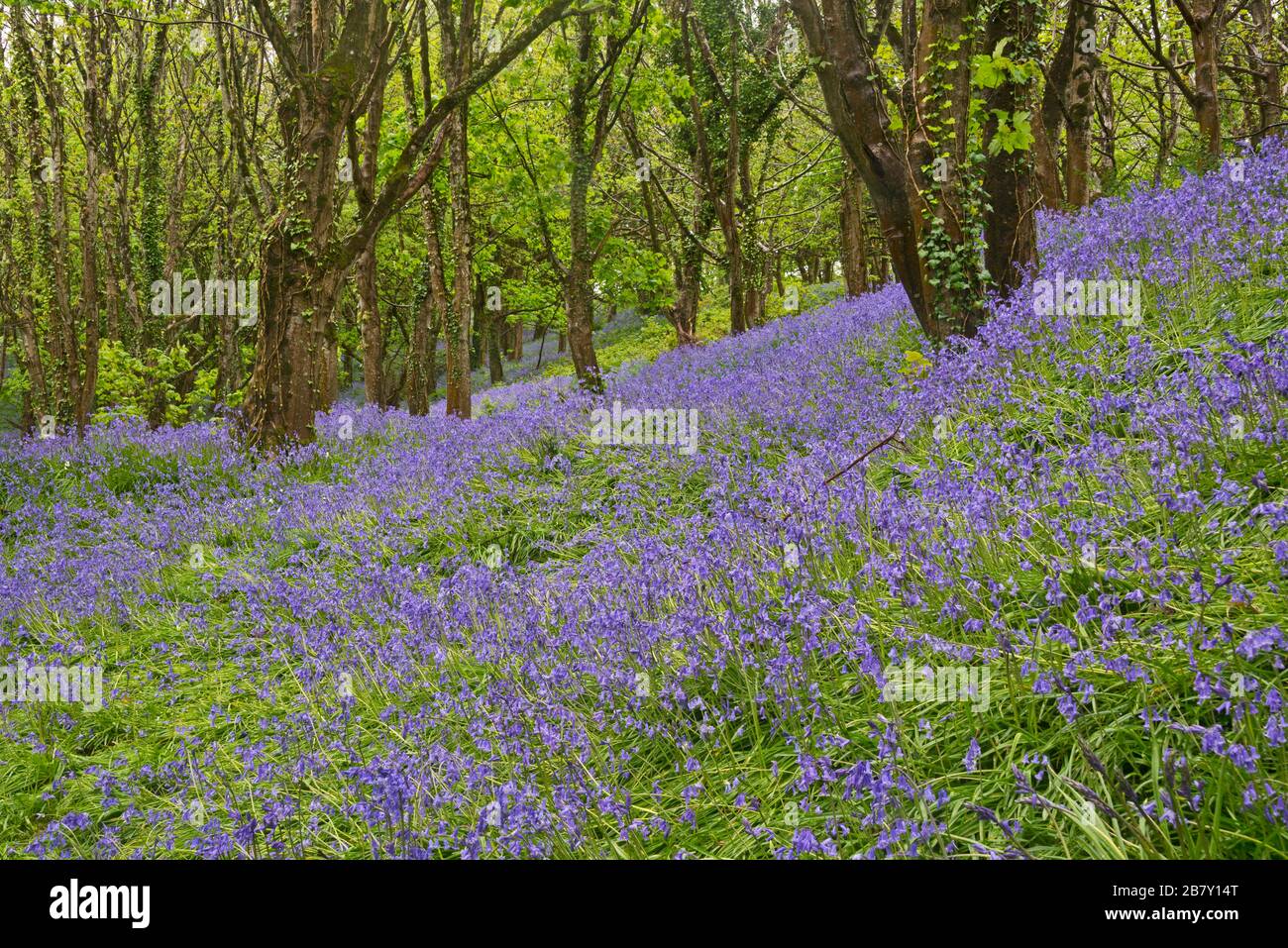 Dorset coastal plants hi-res stock photography and images - Alamy