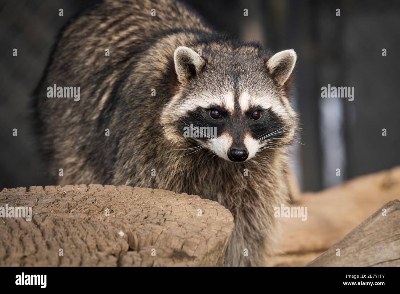 Funny Raccoon High Resolution Stock Photography and Images - Alamy