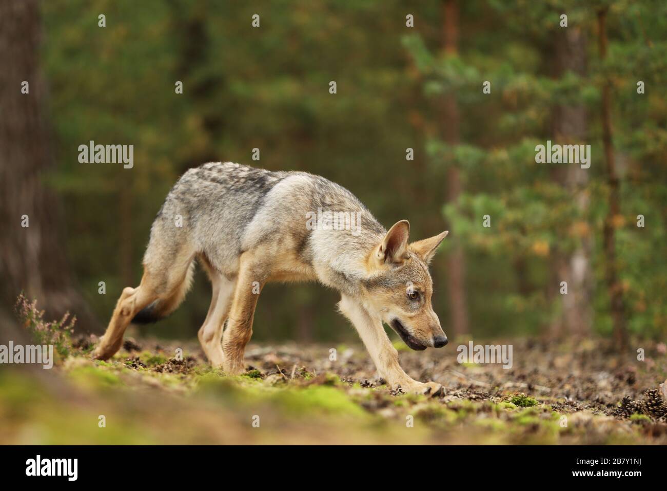 Gray wolf, Canis lupus,in the forest. Wolf in the nature habitat. Wild ...